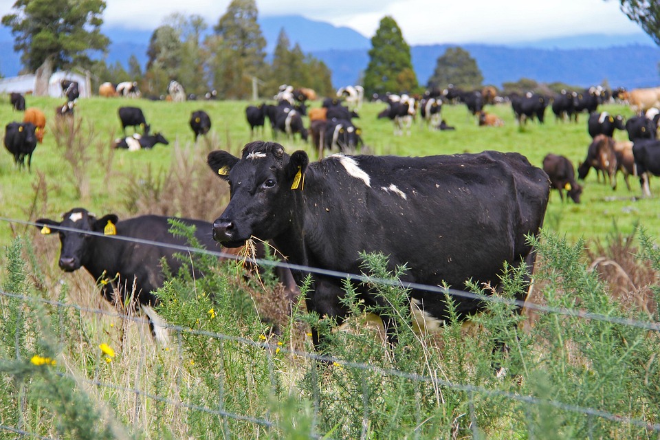Cow Farm State Highway 6 - Free photo on Pixabay - Pixabay