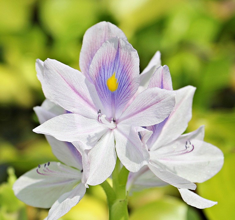 Water Hyacinth Flower Blossoms - Free photo on Pixabay - Pixabay