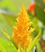 Hanekam Celosia Cristata Plant - Gratis foto op Pixabay