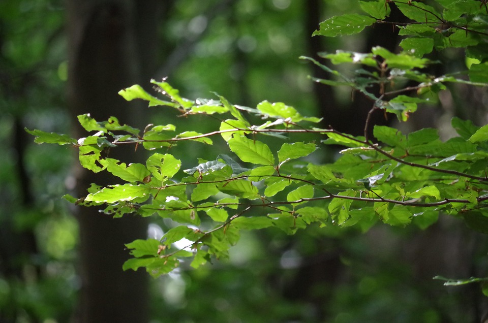 Pohon Daun-Daun Cahaya - Foto gratis di Pixabay - Pixabay
