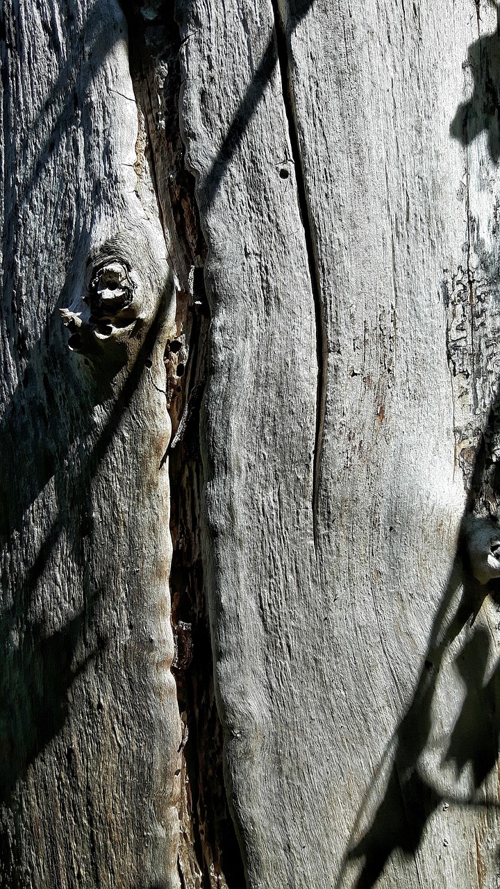 Wood Texture Plant - Free photo on Pixabay - Pixabay