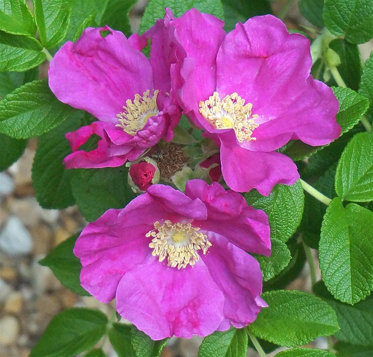 Rose Trio And A Bud Rugosa - Free photo on Pixabay - Pixabay