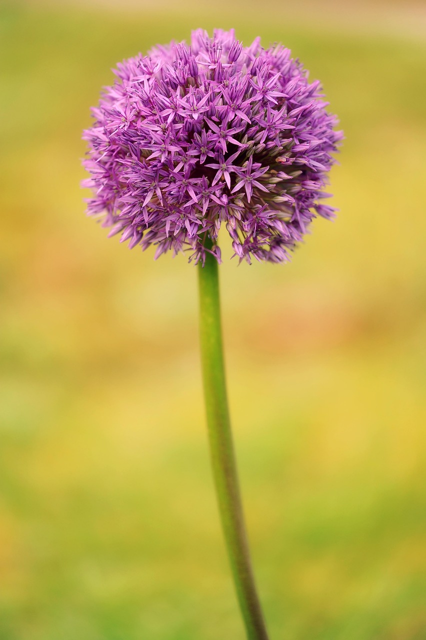 Allium Cebolla Ornamental Flor - Foto gratis en Pixabay - Pixabay