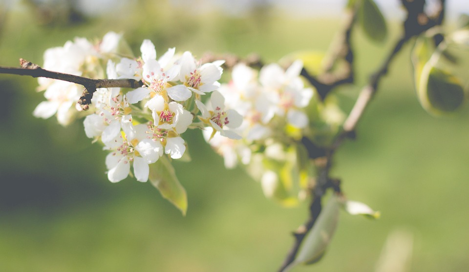Pear Blossom Bloom - Free photo on Pixabay