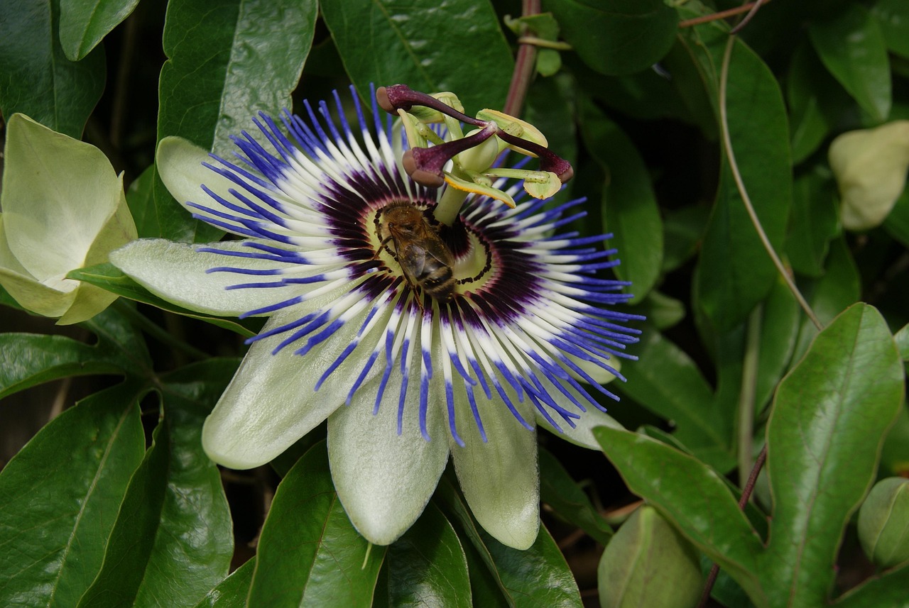 Passiflora Flower Bee - Free photo on Pixabay - Pixabay