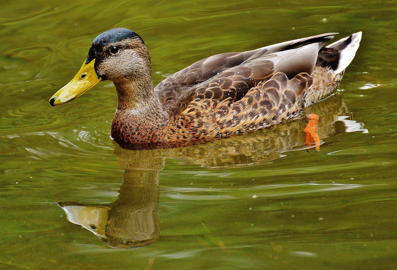 Pato Aguas Agua - Foto gratis en Pixabay - Pixabay
