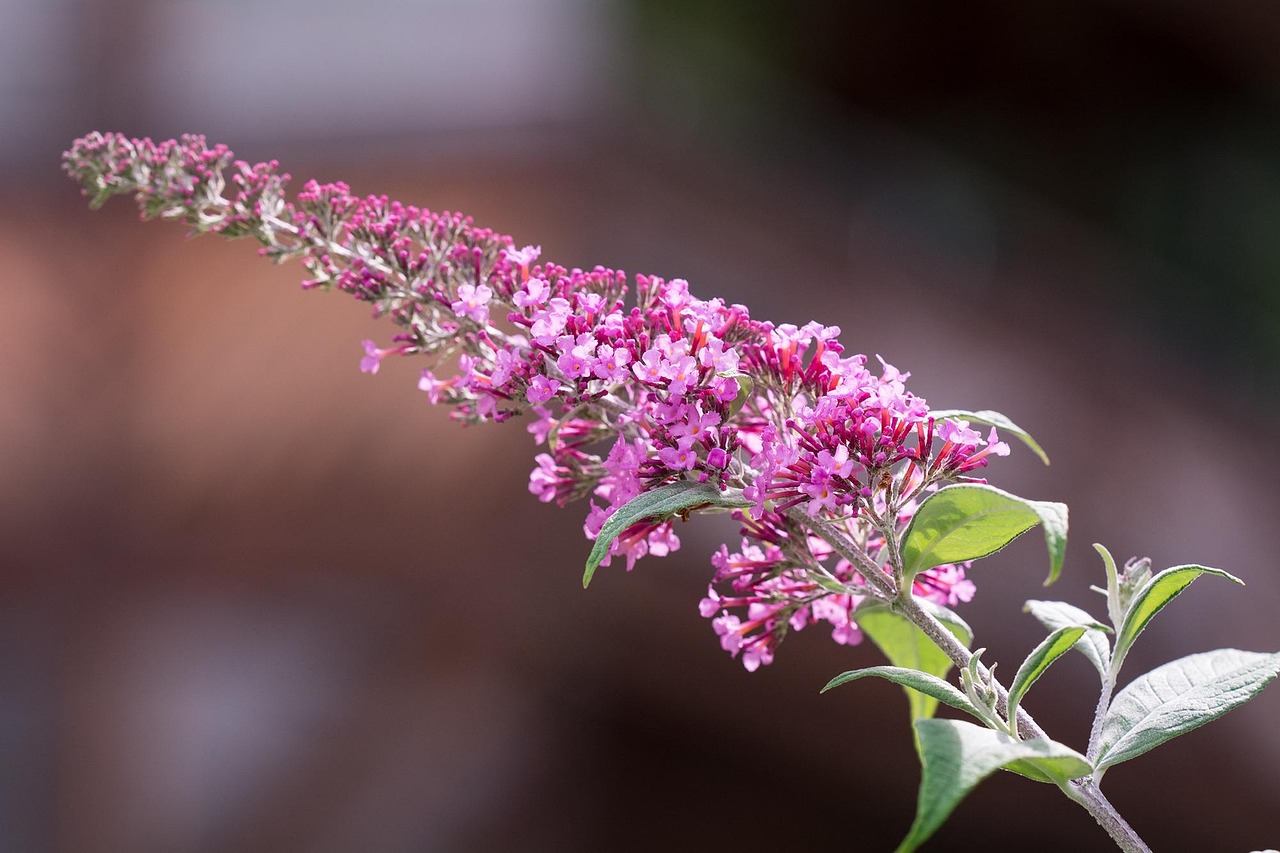 Lilac Buddleia Butterfly Bush - Free photo on Pixabay - Pixabay