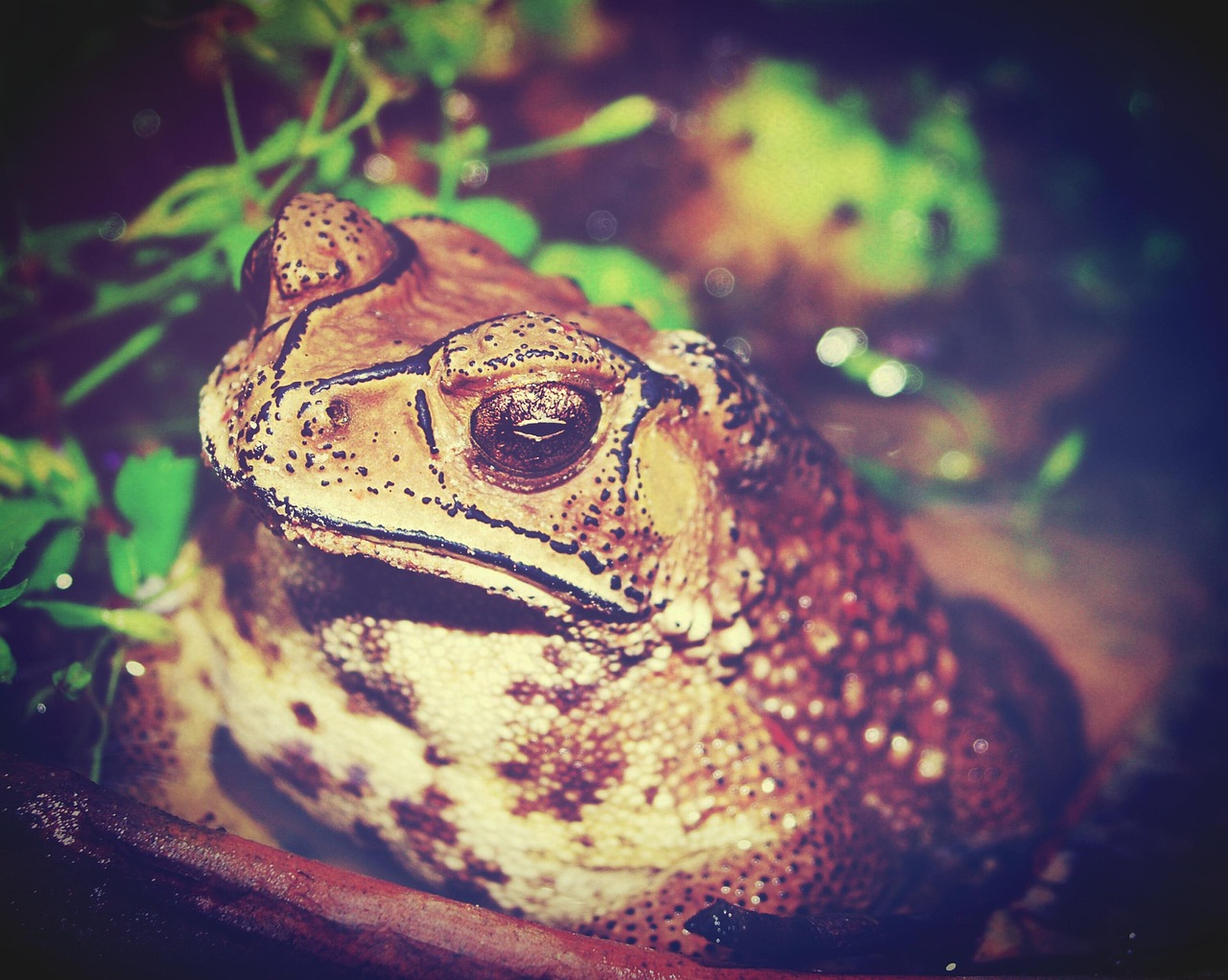 Sapo Marinus Gigante - Foto gratuita no Pixabay - Pixabay