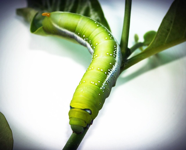 Green Worm Closeup - Free photo on Pixabay - Pixabay