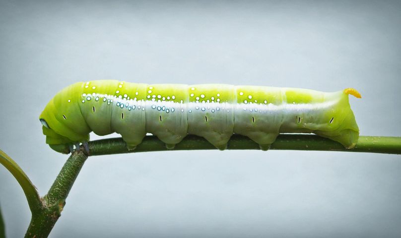 20+ Free Silk Worm & Silkworm Images - Pixabay