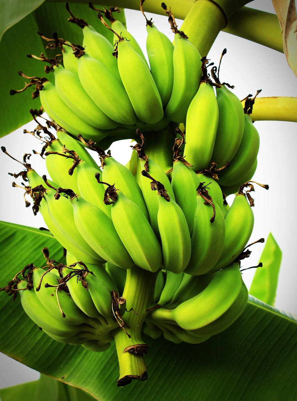 Banaan Boom Groente - Gratis foto op Pixabay - Pixabay