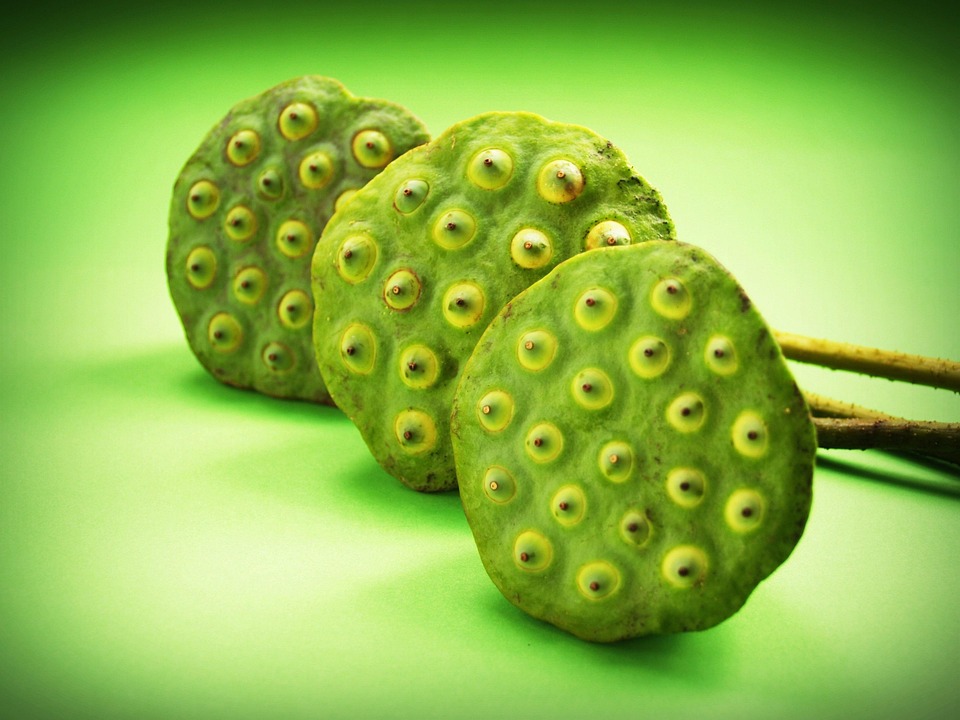 Lotus Seed Flower - Free photo on Pixabay