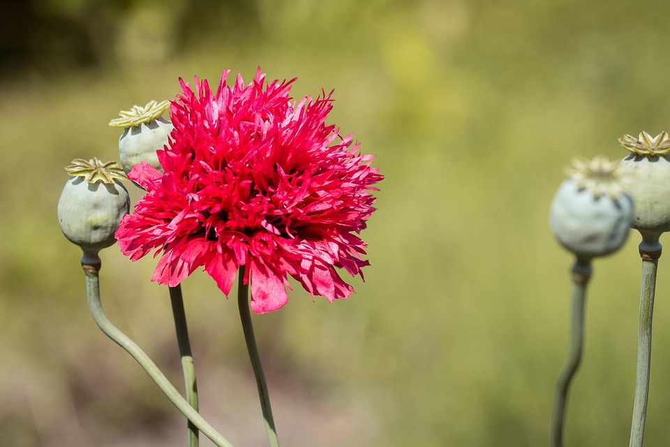 Opium Biji Poppy Isi Merah - Foto gratis di Pixabay - Pixabay