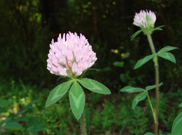 Clover Red Fabaceae - Free photo on Pixabay