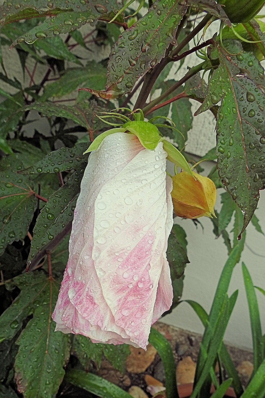 Giant Hibiscus Raindrop - Free photo on Pixabay
