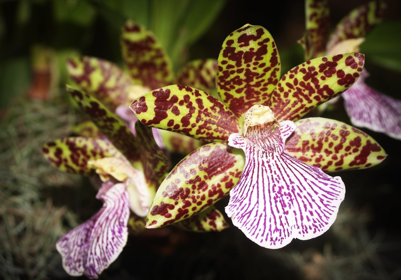 Fleur Orchidée Tropical - Photo gratuite sur Pixabay - Pixabay