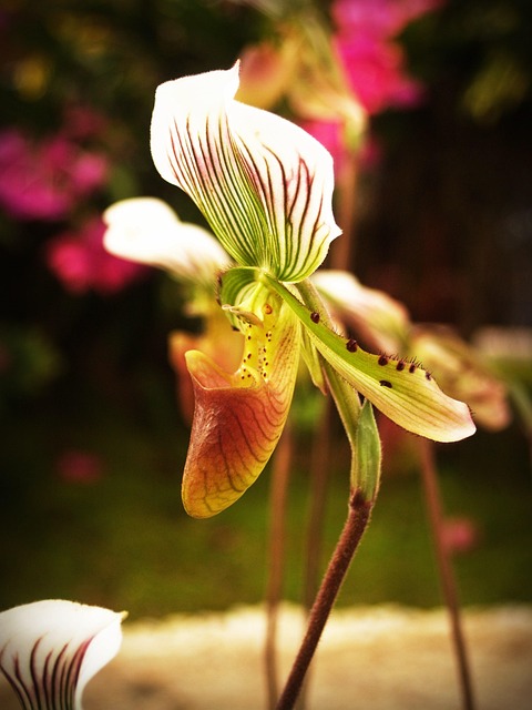 Fleur Orchidée Tropical - Photo gratuite sur Pixabay - Pixabay