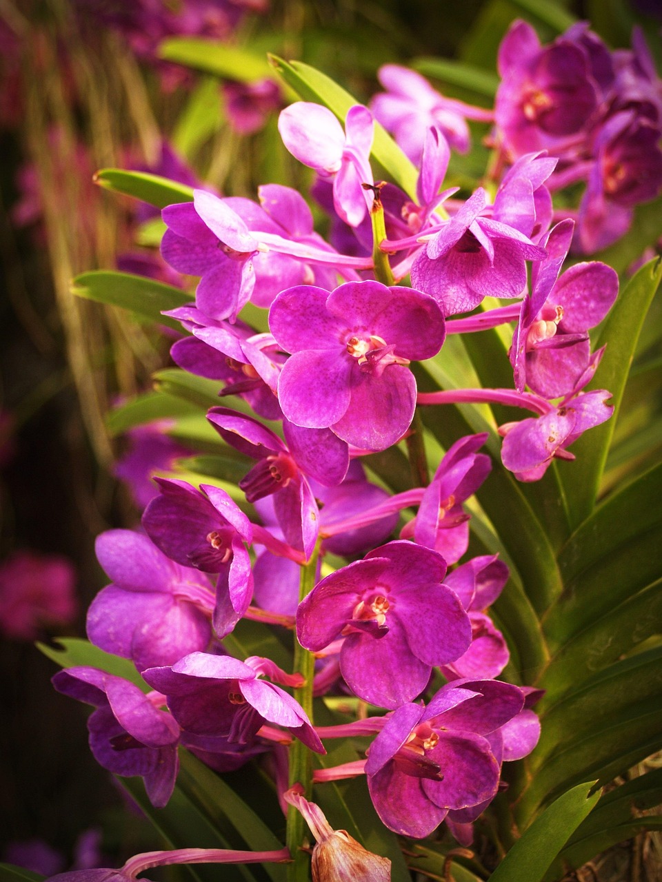 Más de 100 imágenes gratis de Collage De Plantas y Collage - Pixabay