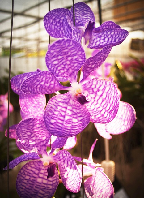 Fleur Orchidée Tropical - Photo gratuite sur Pixabay - Pixabay