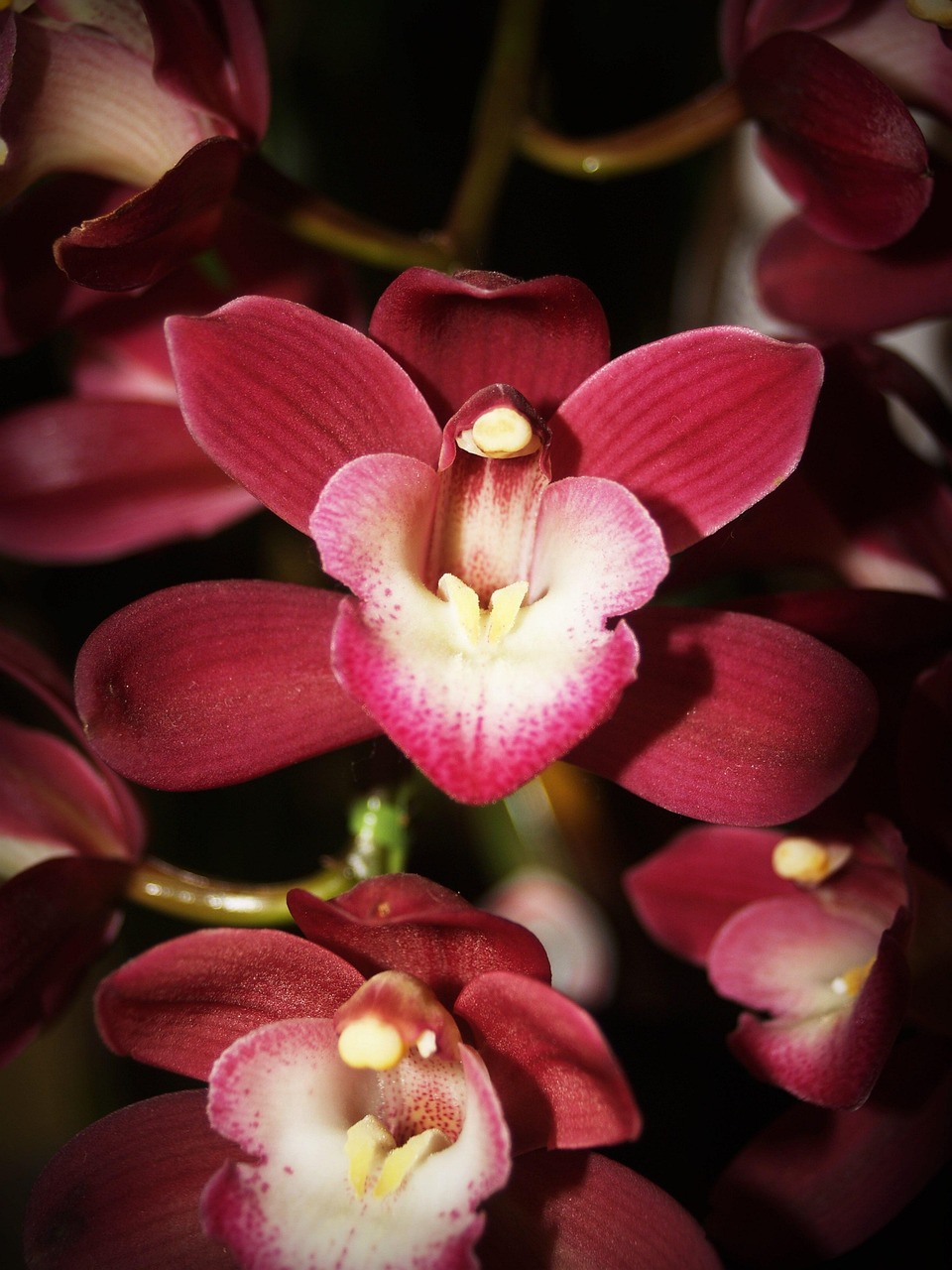 Fleur Orchidée Tropical - Photo gratuite sur Pixabay - Pixabay