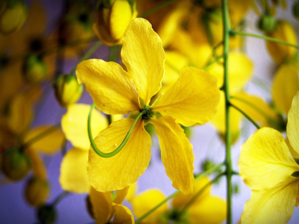 Cassia Shower Golden - Free photo on Pixabay - Pixabay