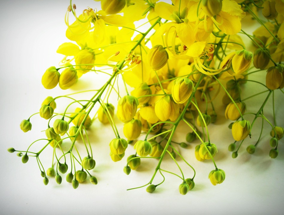 Cassia Shower Golden - Free photo on Pixabay - Pixabay
