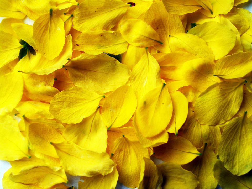 Cassia Shower Golden - Free photo on Pixabay - Pixabay