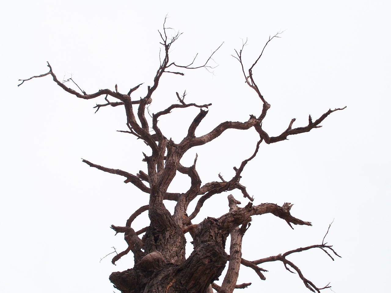 Tree Dead Branch - Free photo on Pixabay