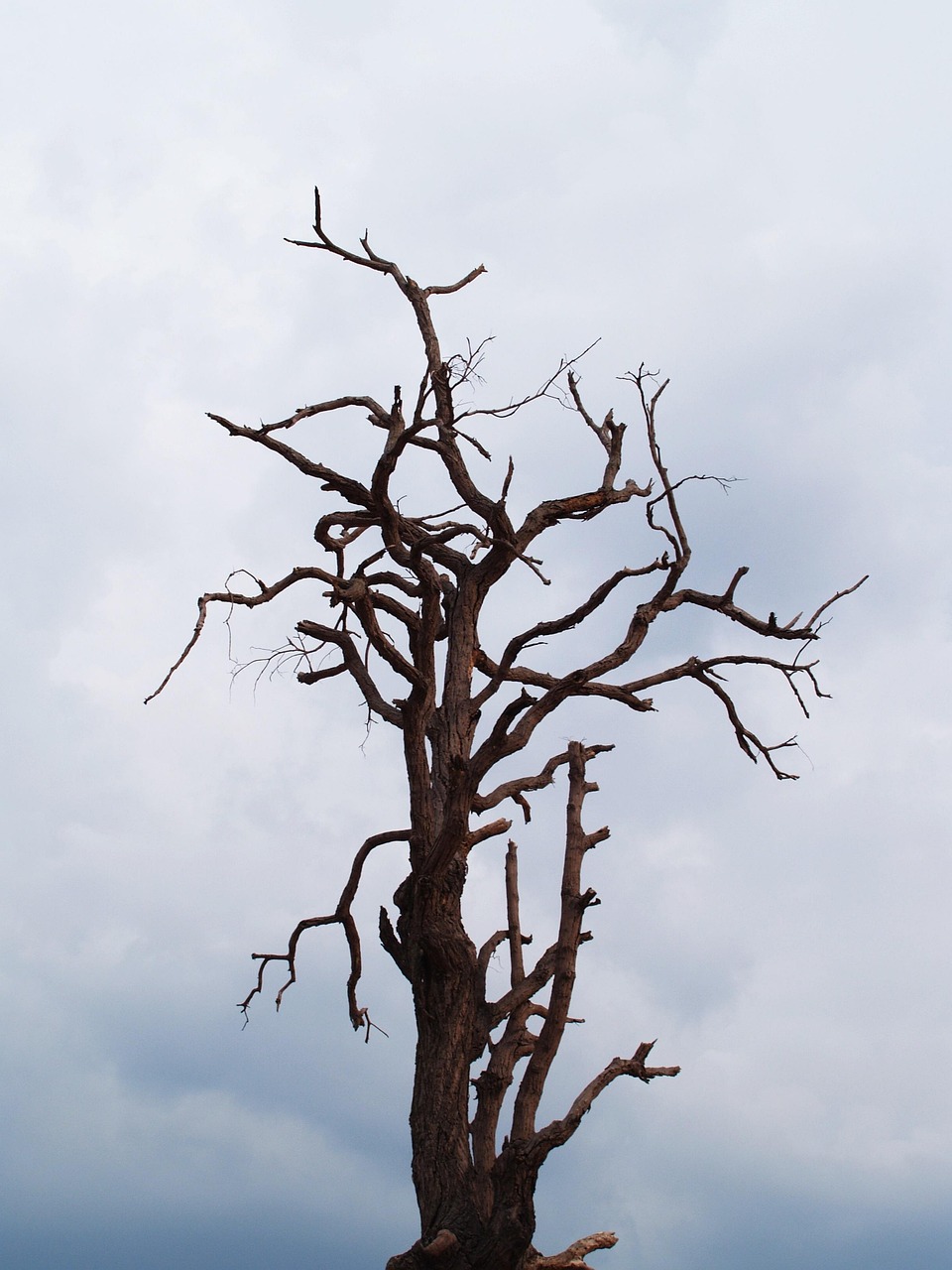 Tree Dead Branch - Free photo on Pixabay - Pixabay