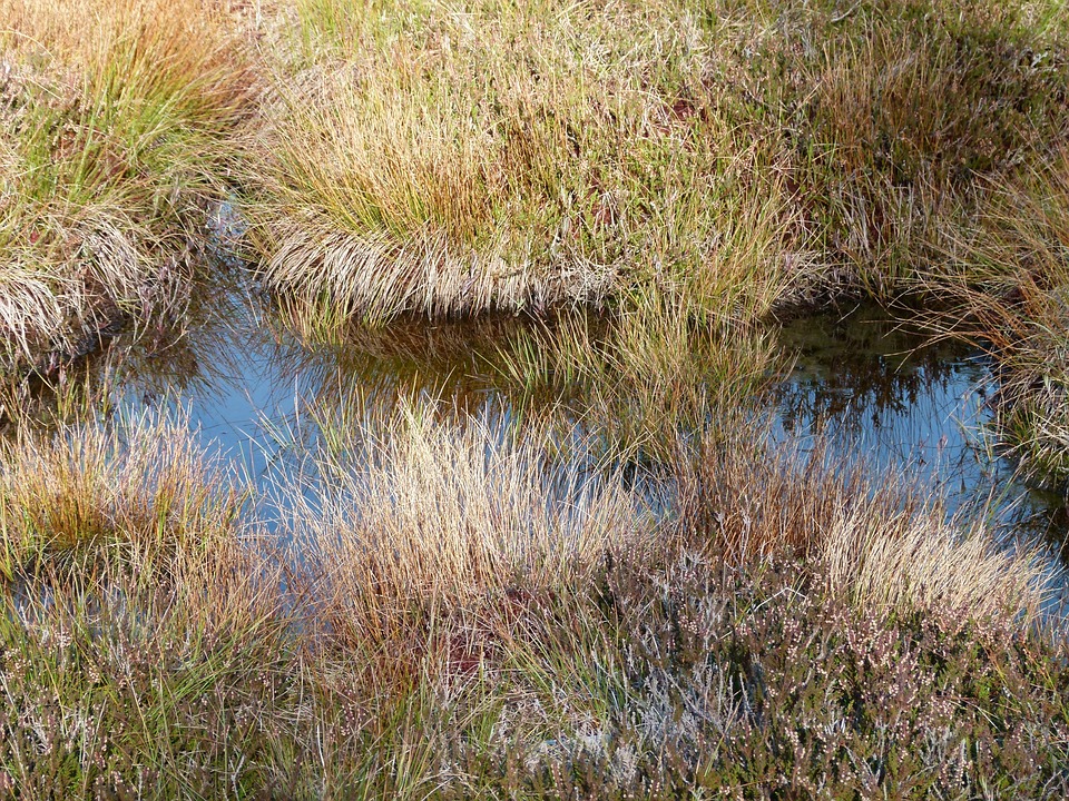 Pool Nature Pond Close - Free photo on Pixabay - Pixabay