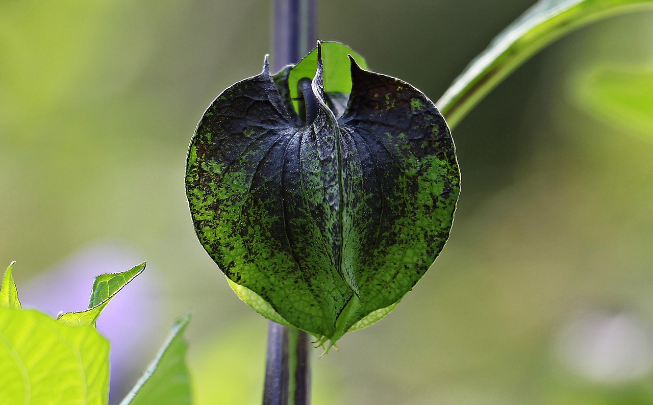Poison Berry Blue Lampion Flower - Free photo on Pixabay - Pixabay