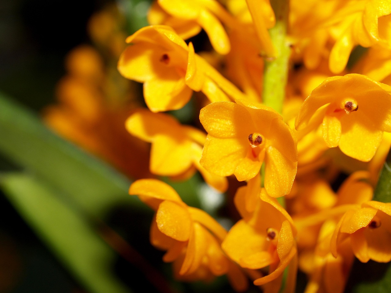 Orchidée Fleur Brillant - Photo gratuite sur Pixabay - Pixabay