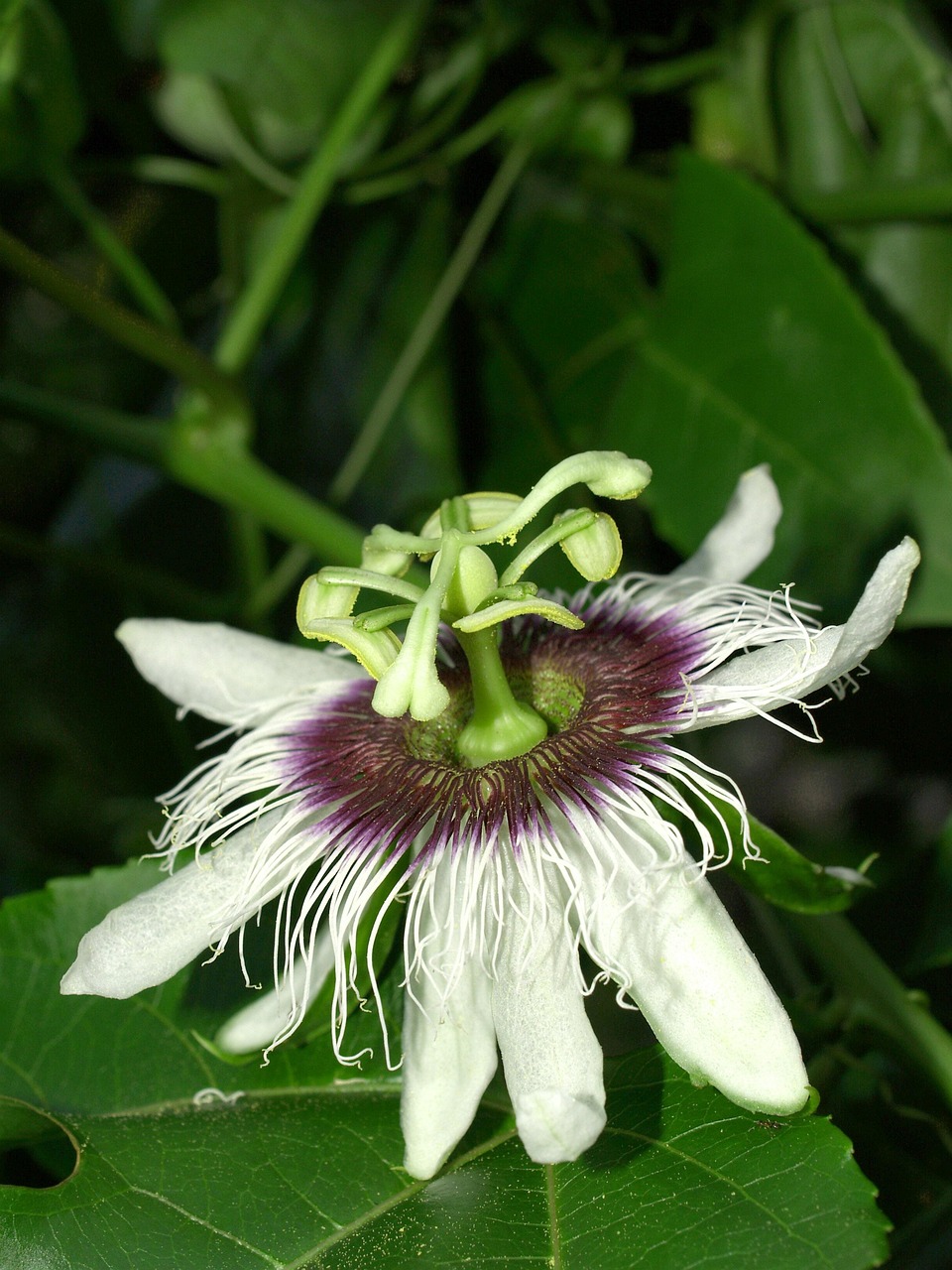 Passion Flower Fruit Free Photo On Pixabay Pixabay
