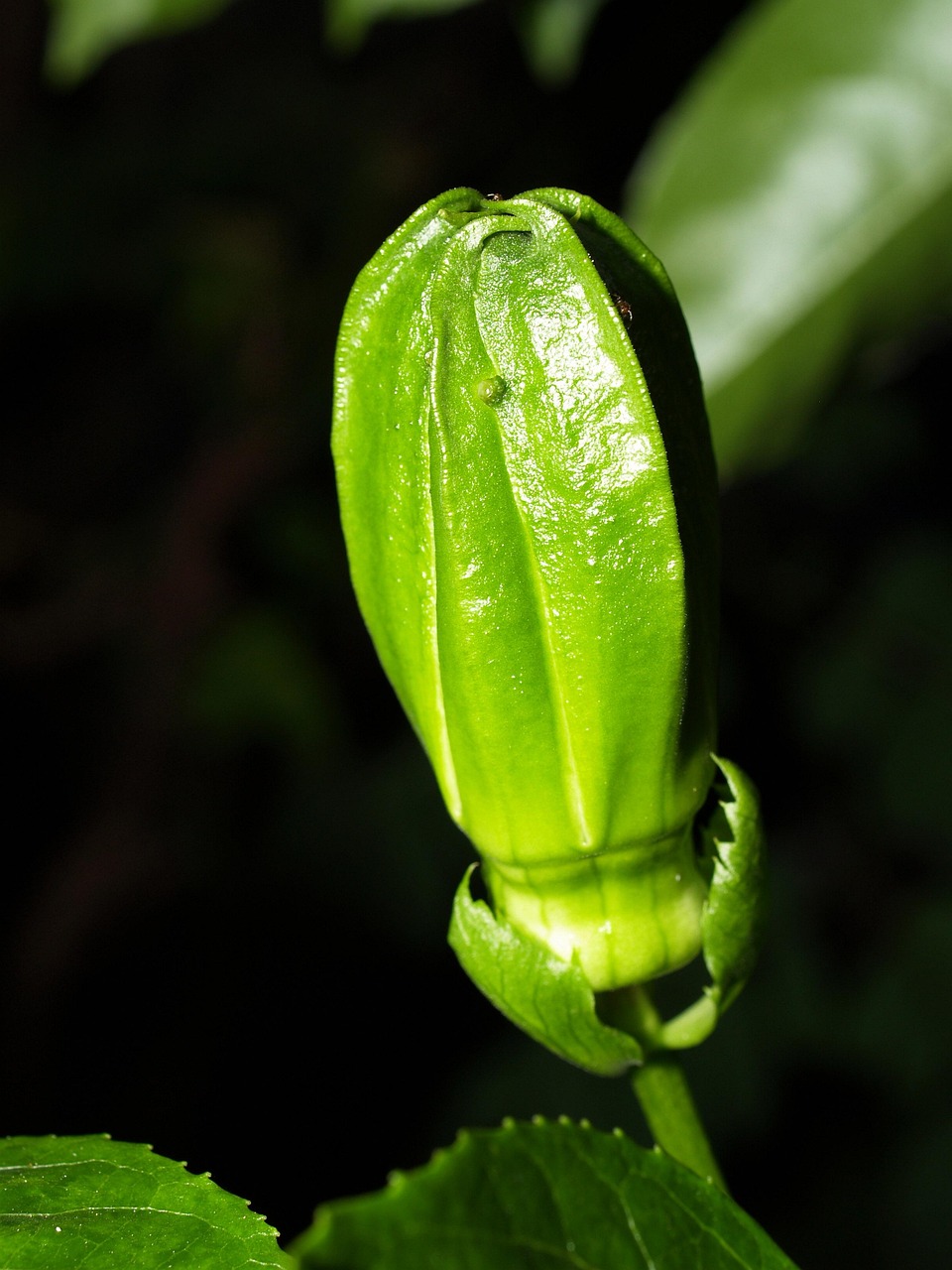 Passion Flower Fruit Free Photo On Pixabay Pixabay