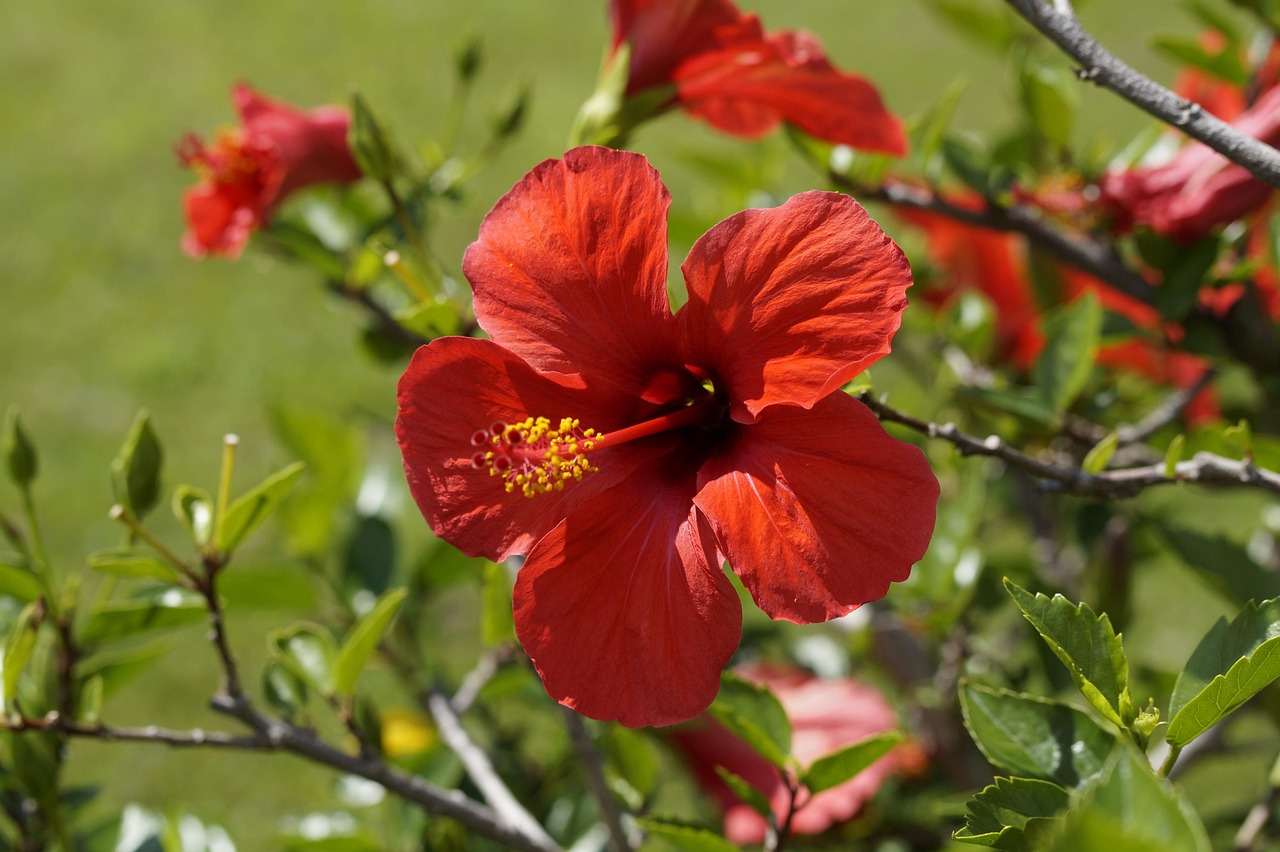 Hibiscus Red Blossom - Free photo on Pixabay