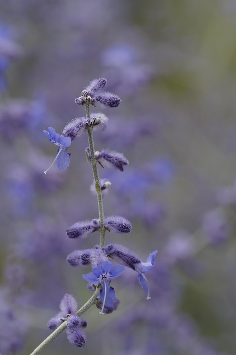 Lavender Close Up Stem - Free photo on Pixabay - Pixabay