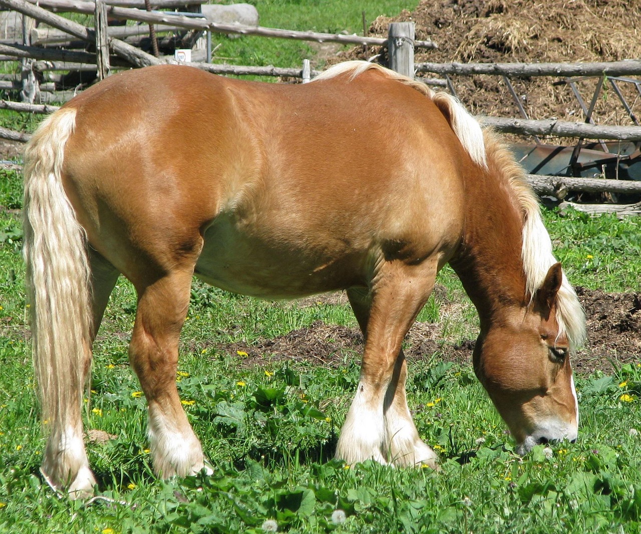 Domestic Horse Equus Ferus - Free photo on Pixabay - Pixabay