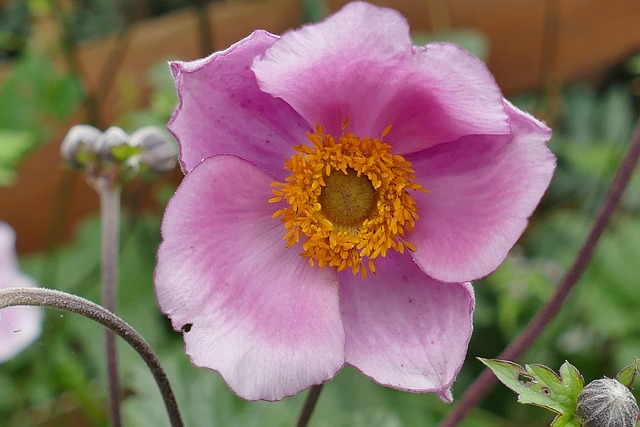 Flor De Jardim Macro Plantar - Foto gratuita no Pixabay - Pixabay