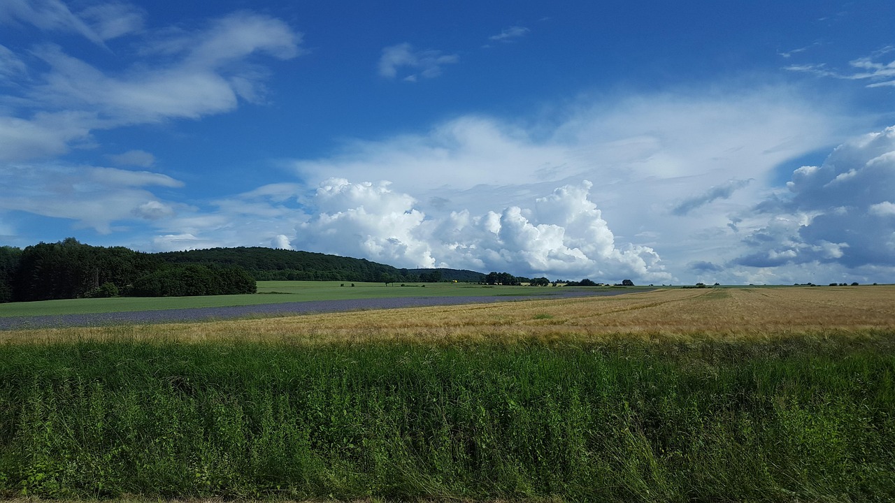 Nature Field Tree - Free photo on Pixabay - Pixabay