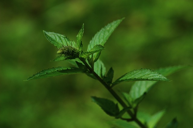 Mint Hijau Alam - Foto gratis di Pixabay - Pixabay