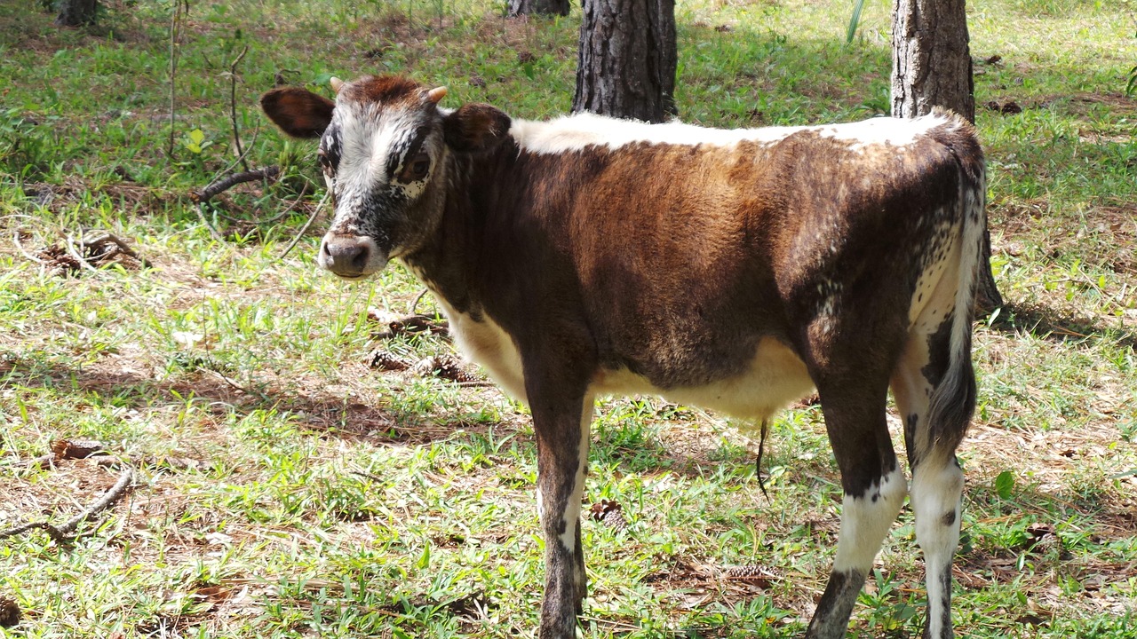 Vaca Florida Biscoito - Foto gratuita no Pixabay - Pixabay