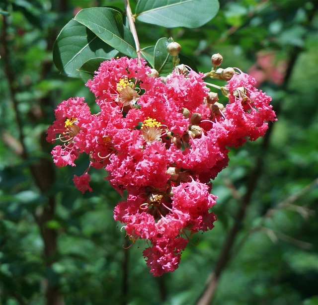 Crepe Myrtle After The Rain - Free photo on Pixabay - Pixabay