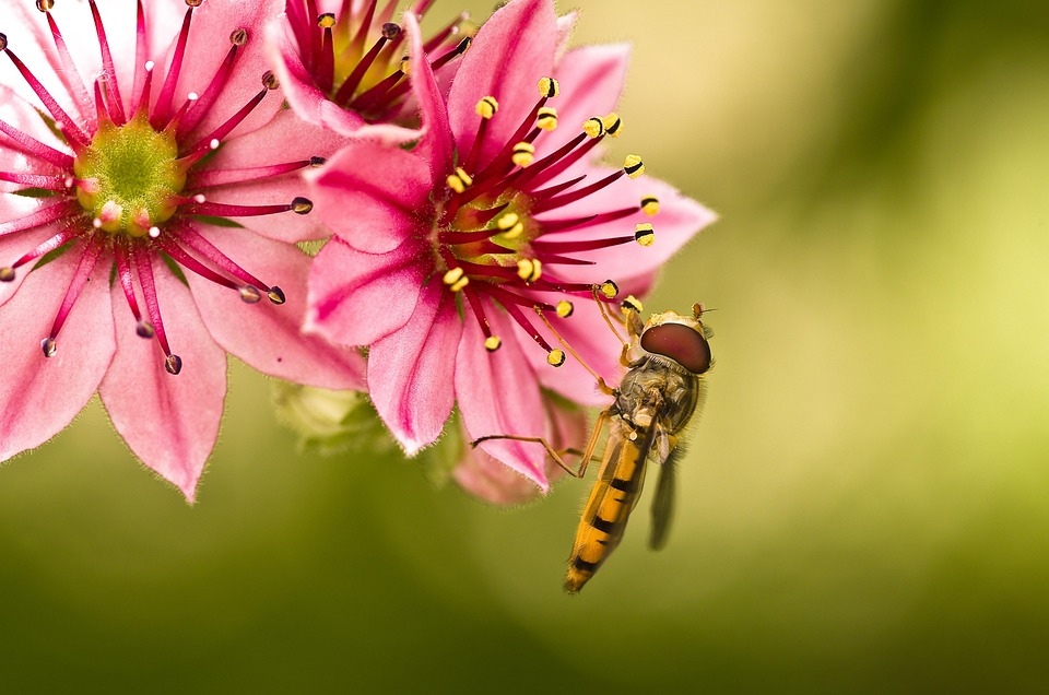 Hover Fly Mimicry Yellow - Free photo on Pixabay