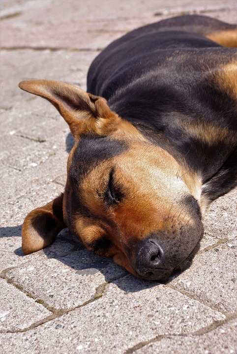 Perro Animal Híbrido - Foto gratis en Pixabay - Pixabay