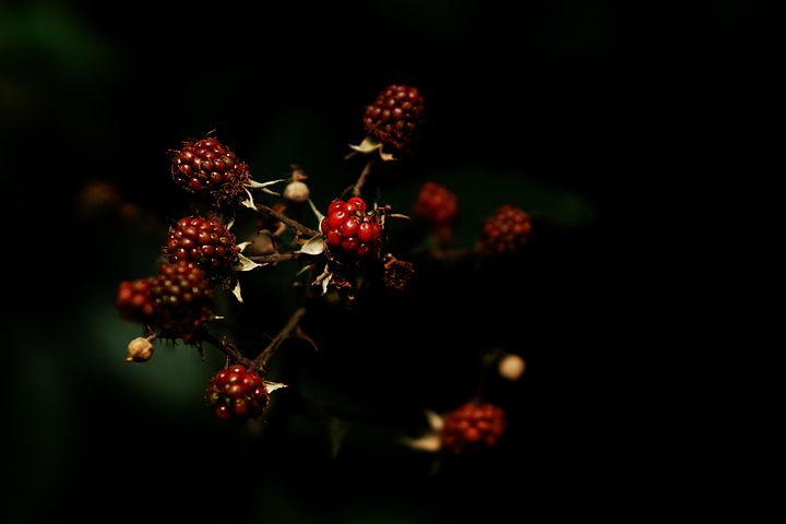 80+ Free Black Raspberry & Fruit Images - Pixabay