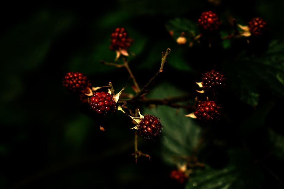 Fruits Of The Forest Red Purple - Free photo on Pixabay