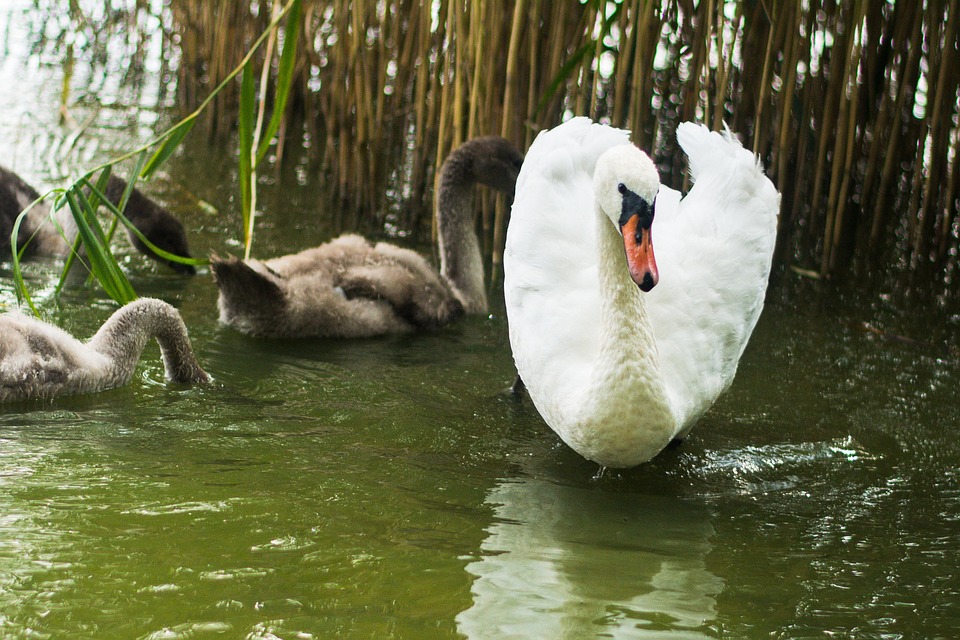 Angsa Swan Burung - Foto gratis di Pixabay - Pixabay