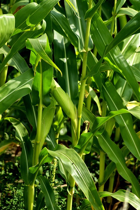 Corn Organic Vegetable - Free photo on Pixabay - Pixabay