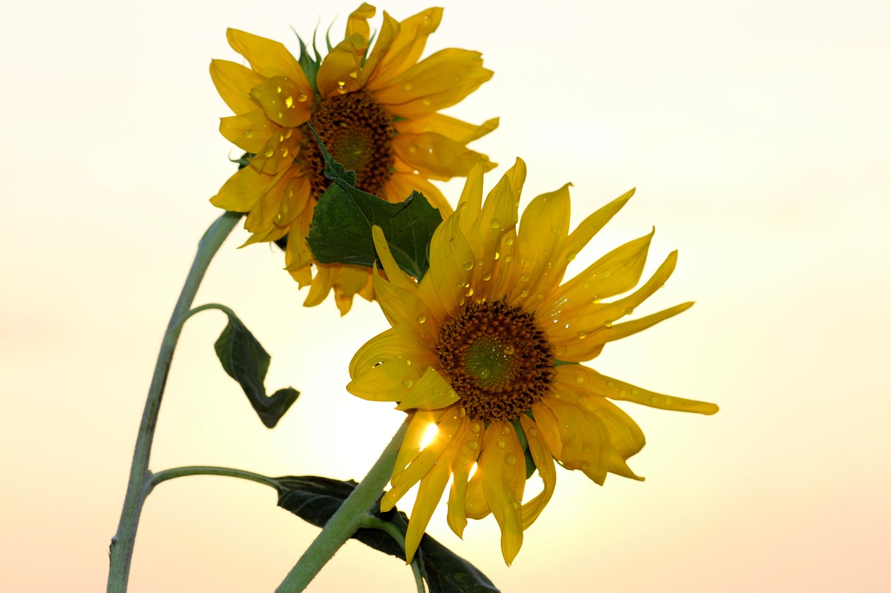 10,000+ Free Sunflowers & Nature Images - Pixabay