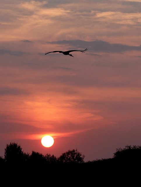 Sunset Sun Stork - Free photo on Pixabay